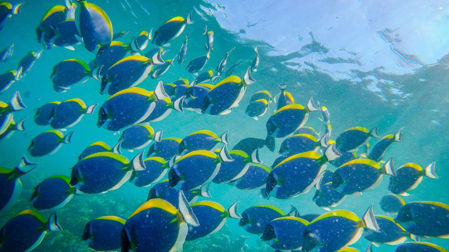 10 Rules For Swimming In The Ocean - Kayak Base